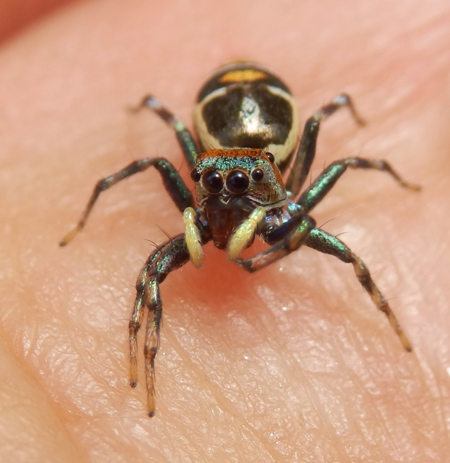 News from Coquette Point