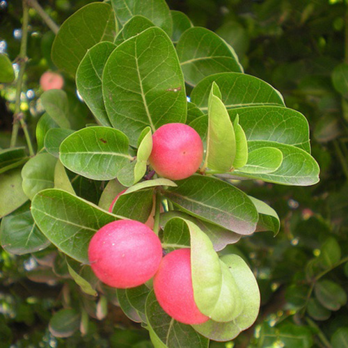 Caranda (Carissa congesta) - Frutas del mundo
