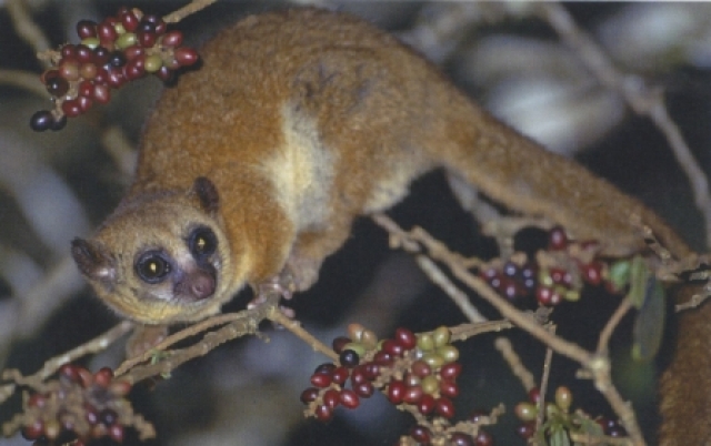 Evolutionary Vertebrate Zoology: Evoluční specialisti na planetě ...