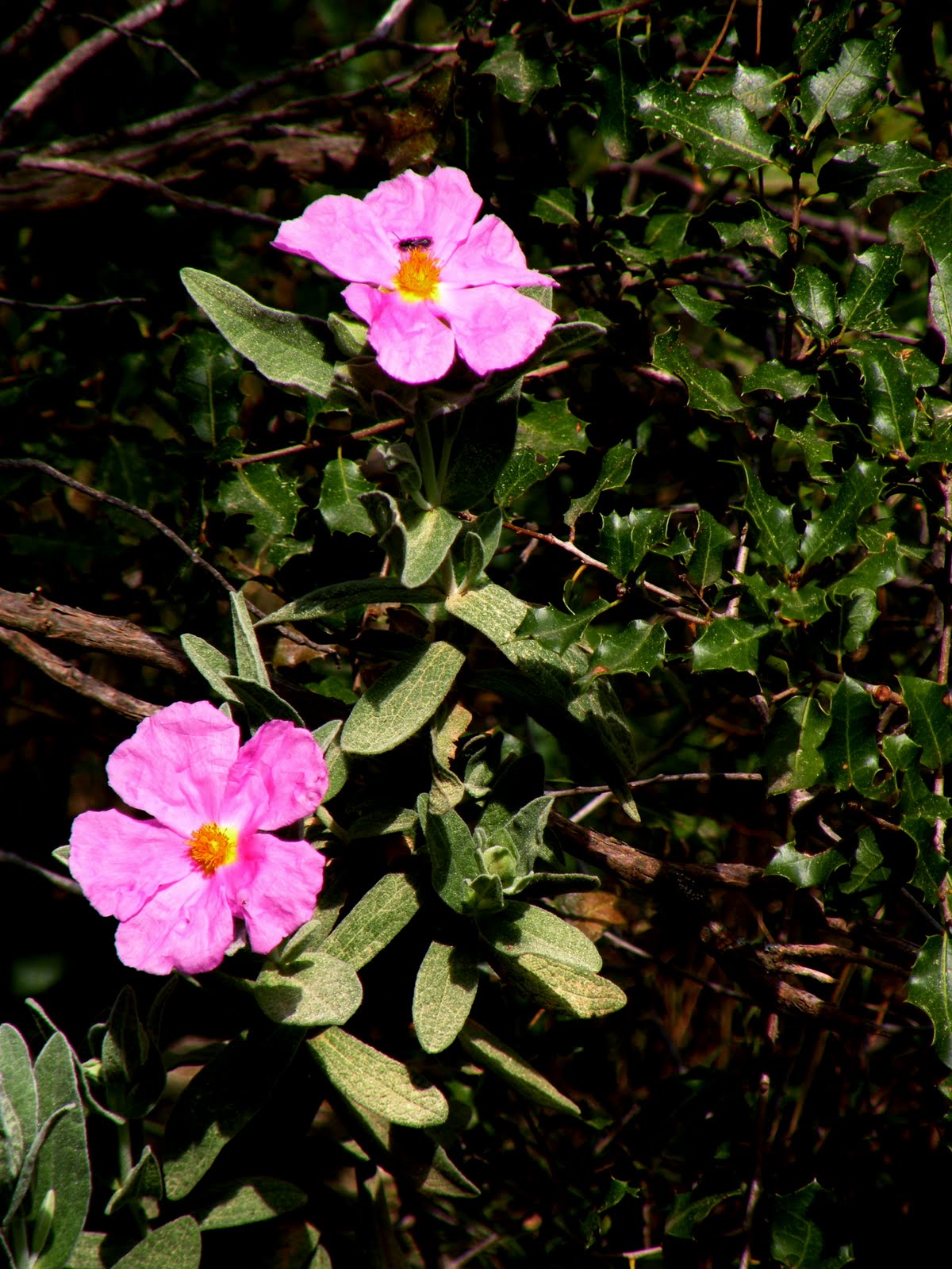 FOTOGENIA MUNDANA, PERCEPCIONES Y PLACERES DEL DÍA A DÍA: florauna