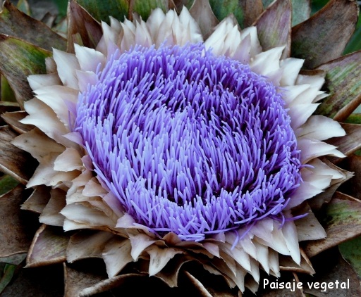 Paisaje vegetal: julio 2012