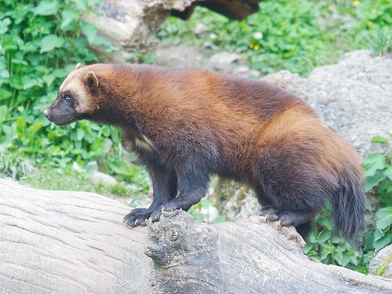 Animales en el Planeta: El glotón o carcayú (Gulo gulo)