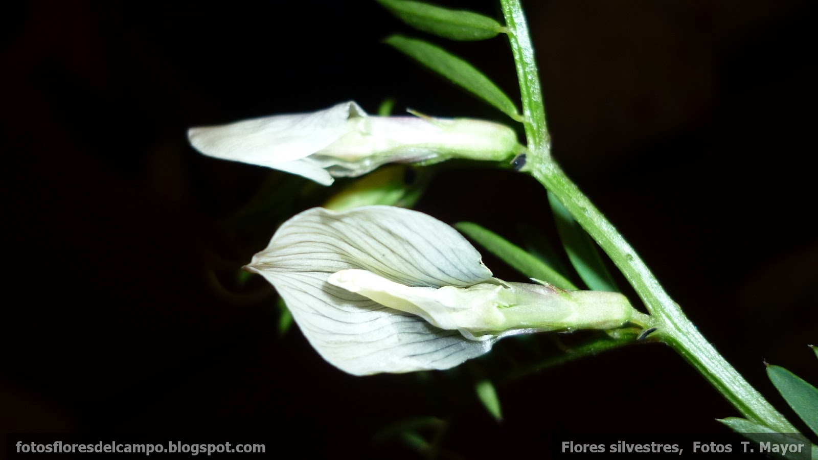Flores y plantas silvestres: " Vicia lutea ". Arveja amarilla ...