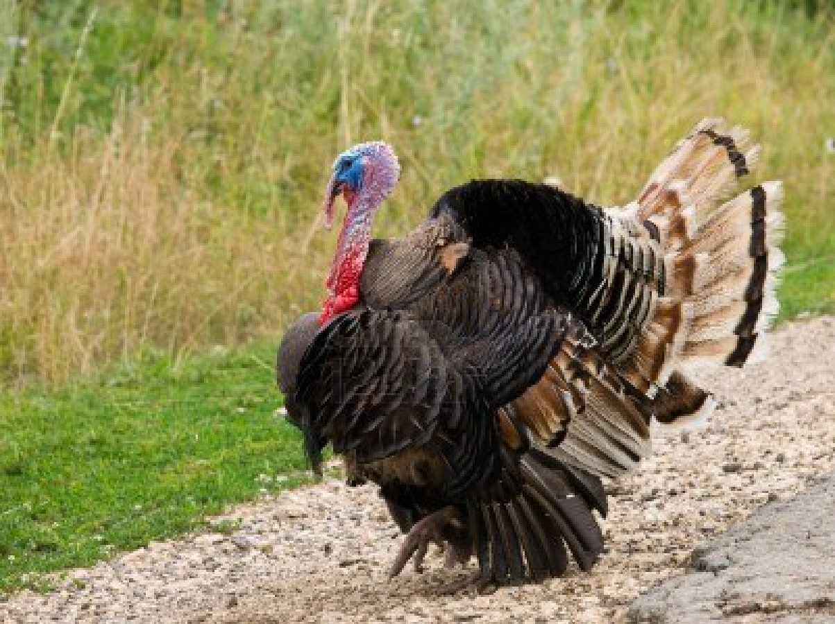 Imágenes de Pájaros: Pavos