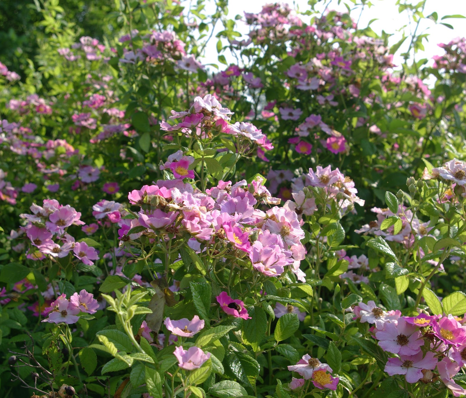 sweetbay: Prairie Roses