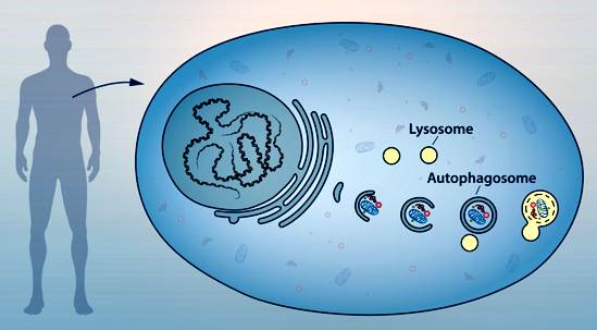 Autofagia, ¿qué es y para qué sirve?