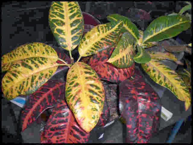 1001 Cara Praktis: Tanaman Herbal Obat Tradisional Untuk Keluarga