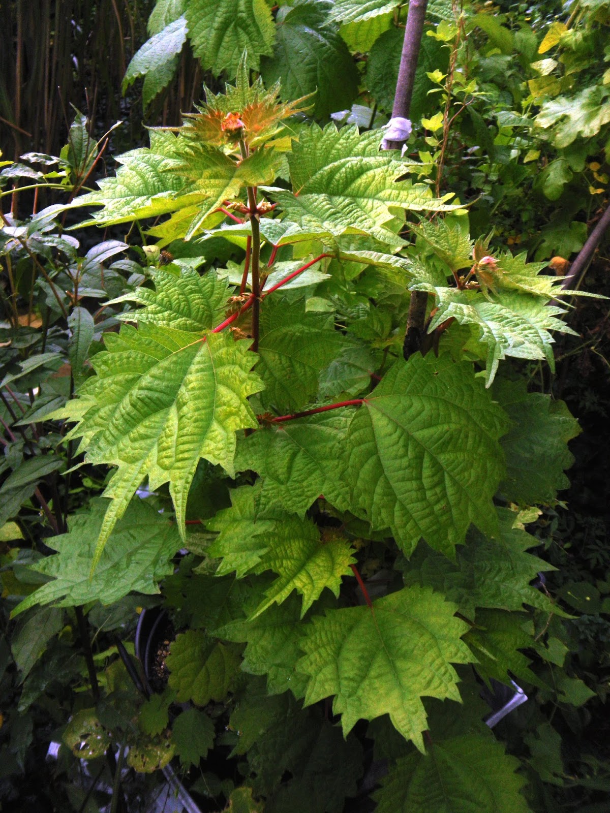 Scirpidiella's Plants: False Nettles - Ramie cousins (Boehmeria sp. div.)