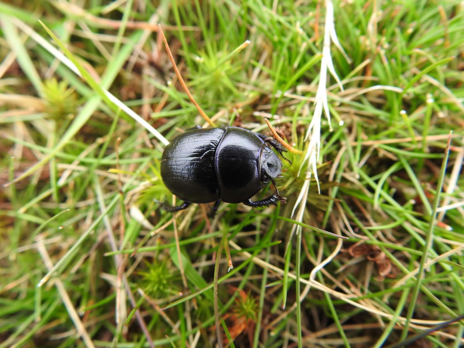 PASARI DIN ROMANIA: INSECTE (1 bis) - continuare