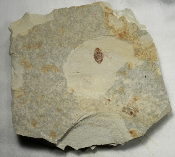 solitary dog sculptor: Fossils - Fosiles: Insects - Beetle Fossil - Cf ...