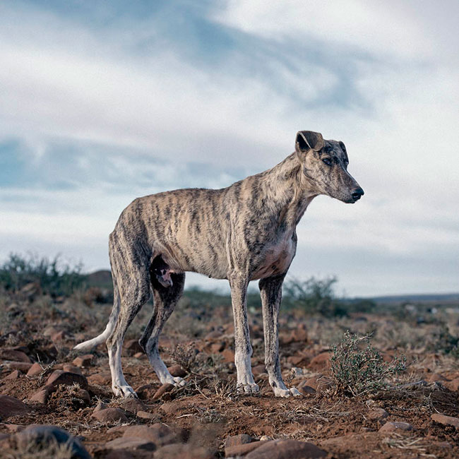 Dogs Info: Africanis (Dog Breed)