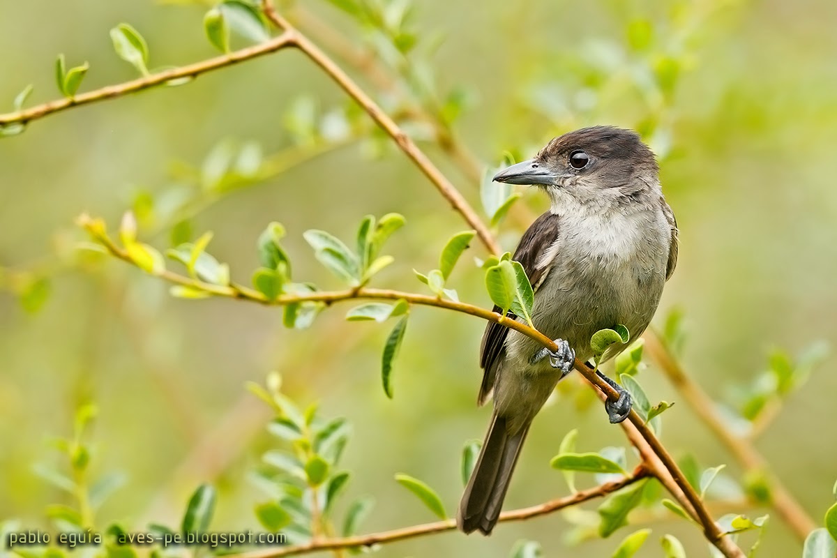 mis fotos de aves: Pachyramphus validus Anambé Grande Crested Becard