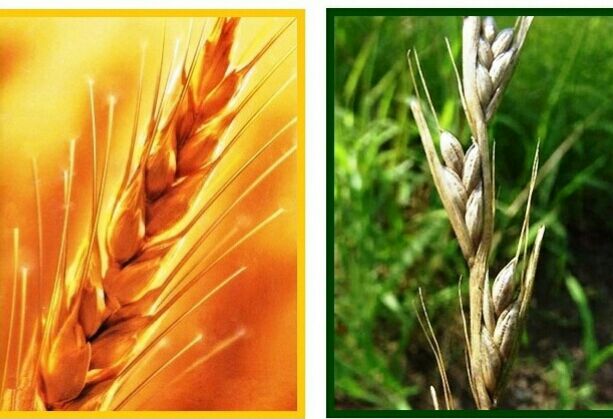 Escuela de Doctrina: Trigo vrs Cizaña