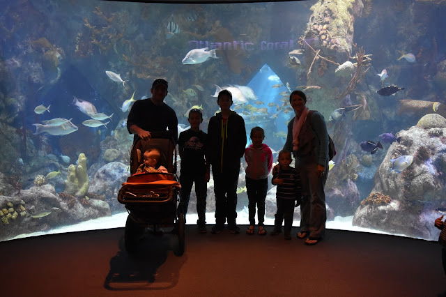 The Ward Crew (continued)............: Albuquerque Aquarium