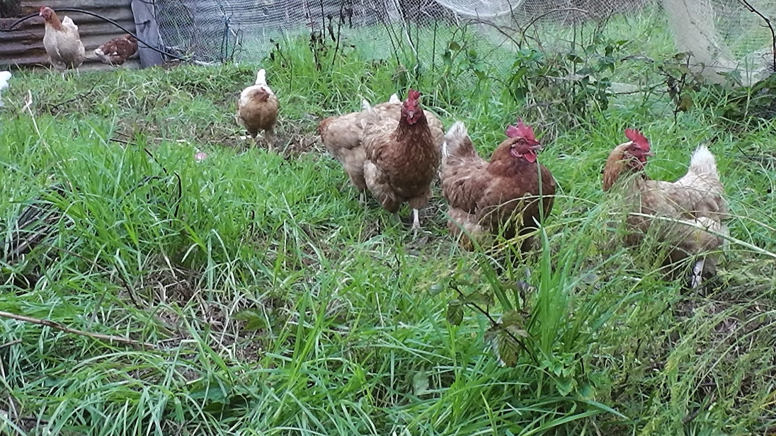 Bee's Blog: Chook Heaven