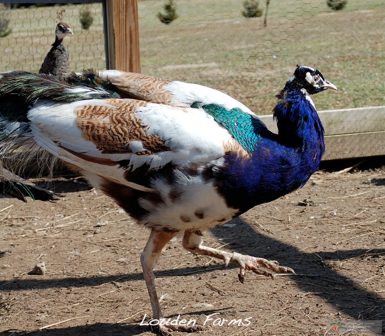 6LittleChickies - Life on Louden Farms: Peafowl for the Whole Family!