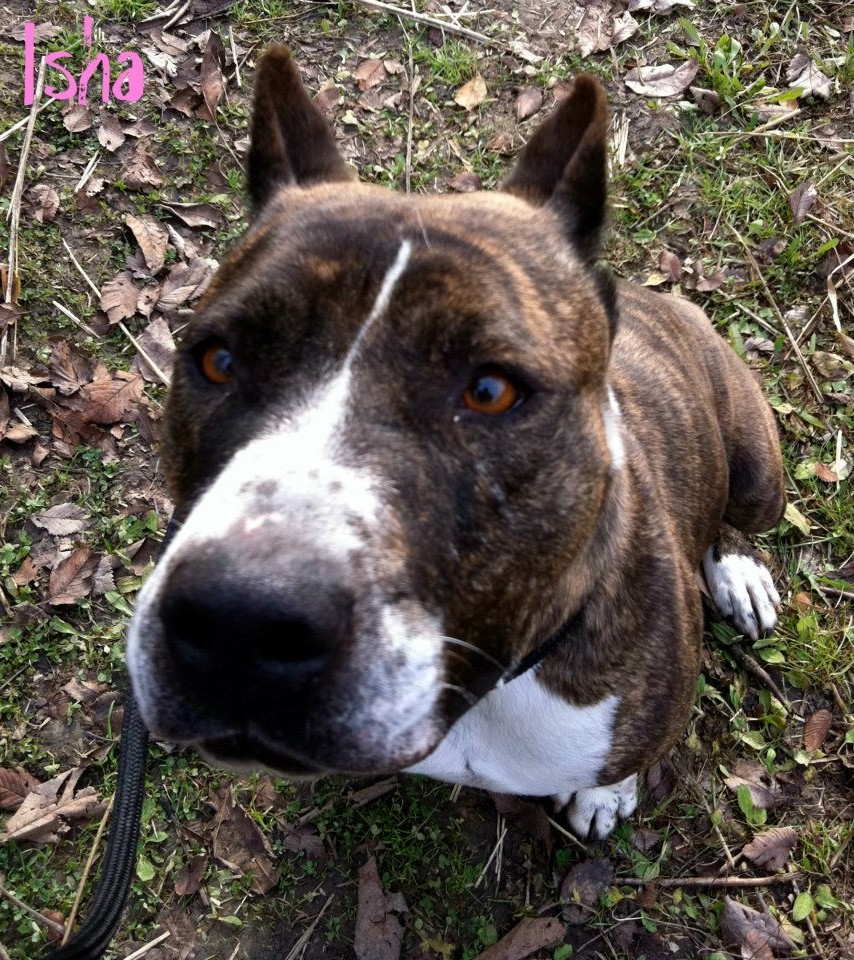 Pitbull&Amstaff Rescue Italia: ISHA - Pit Bull femmina a Calderara di ...