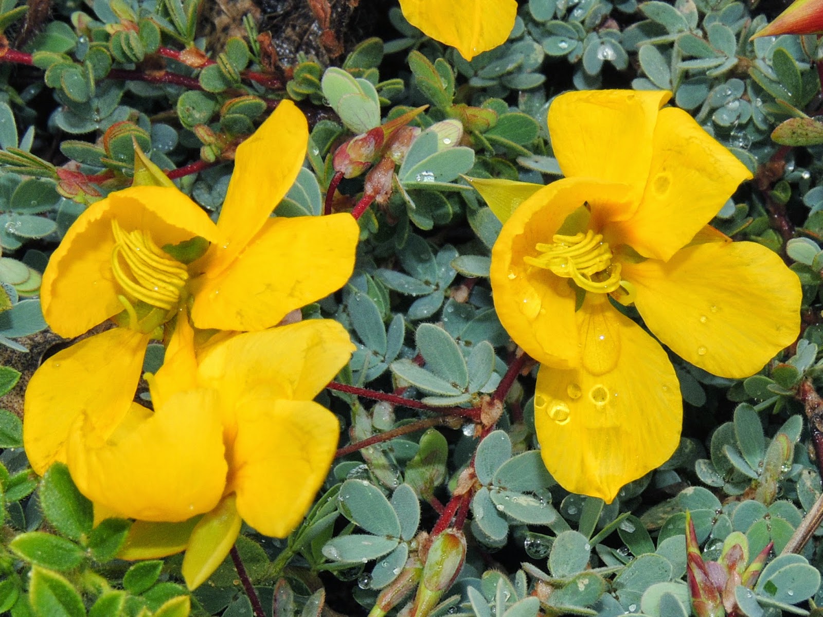 Fabaceae - Leguminosae no Brasil: Chamaecrista