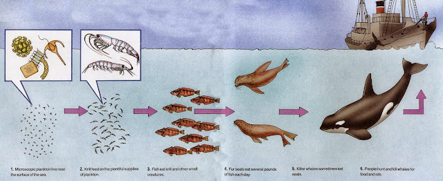 Ocean Food Chain