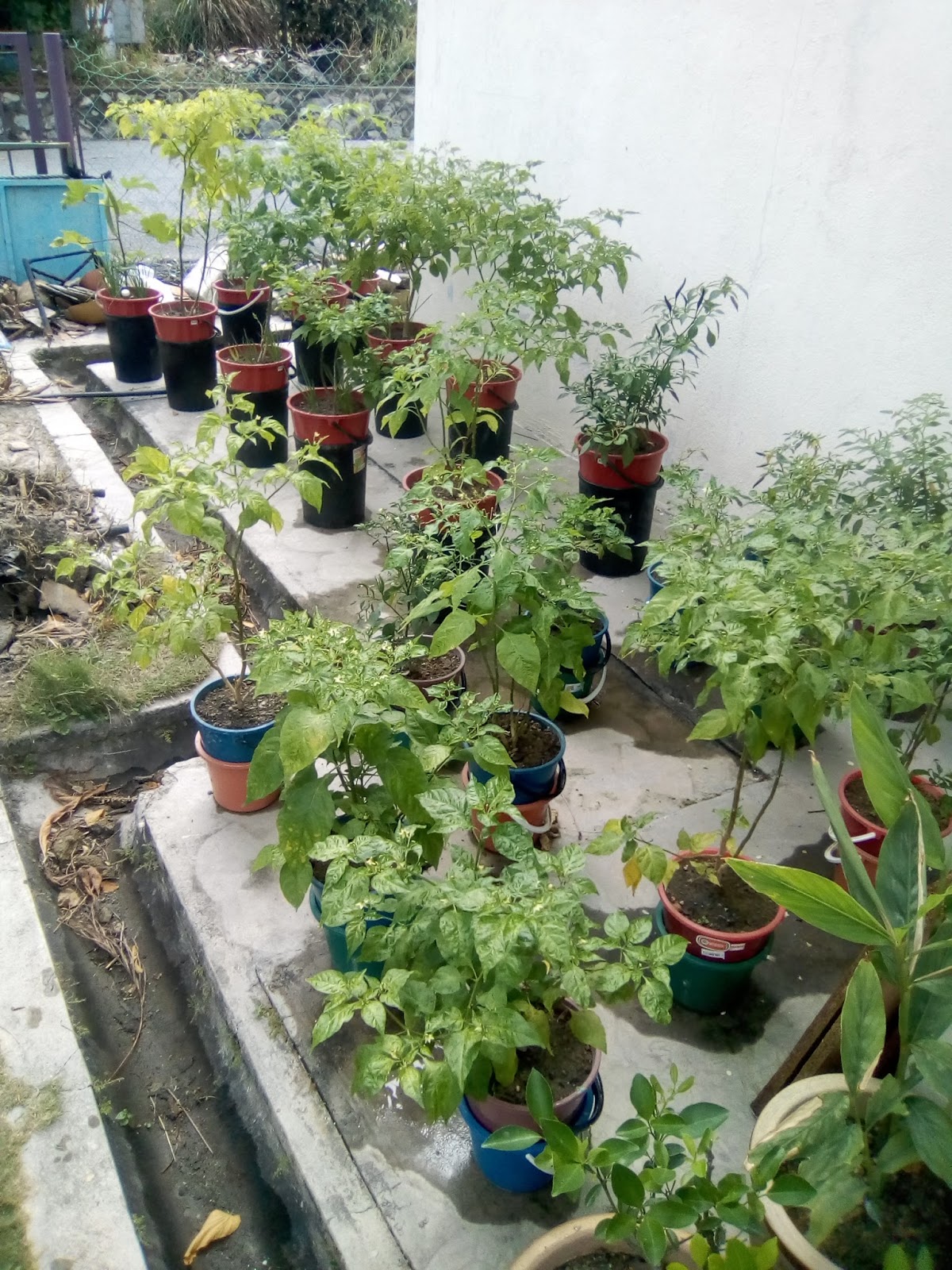 Jom Tanam Sayur ( JTS ) : Kebun Tepi Rumah Hari IniJom Tanam Sayur (JTS ...