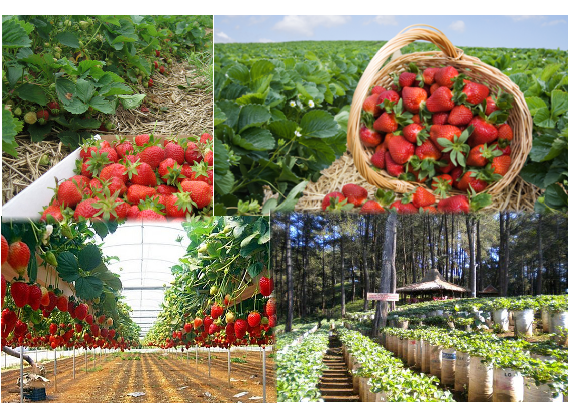 6 WISATA KEBUN STRAWBERRY TERKENAL DI INDONESIA