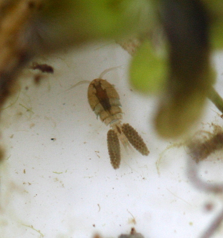 Variety of Life: Cyclops