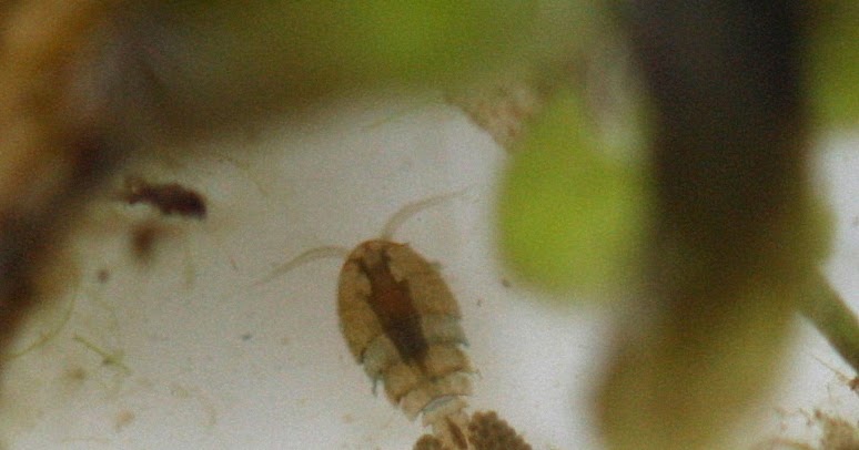 Variety of Life: Cyclops