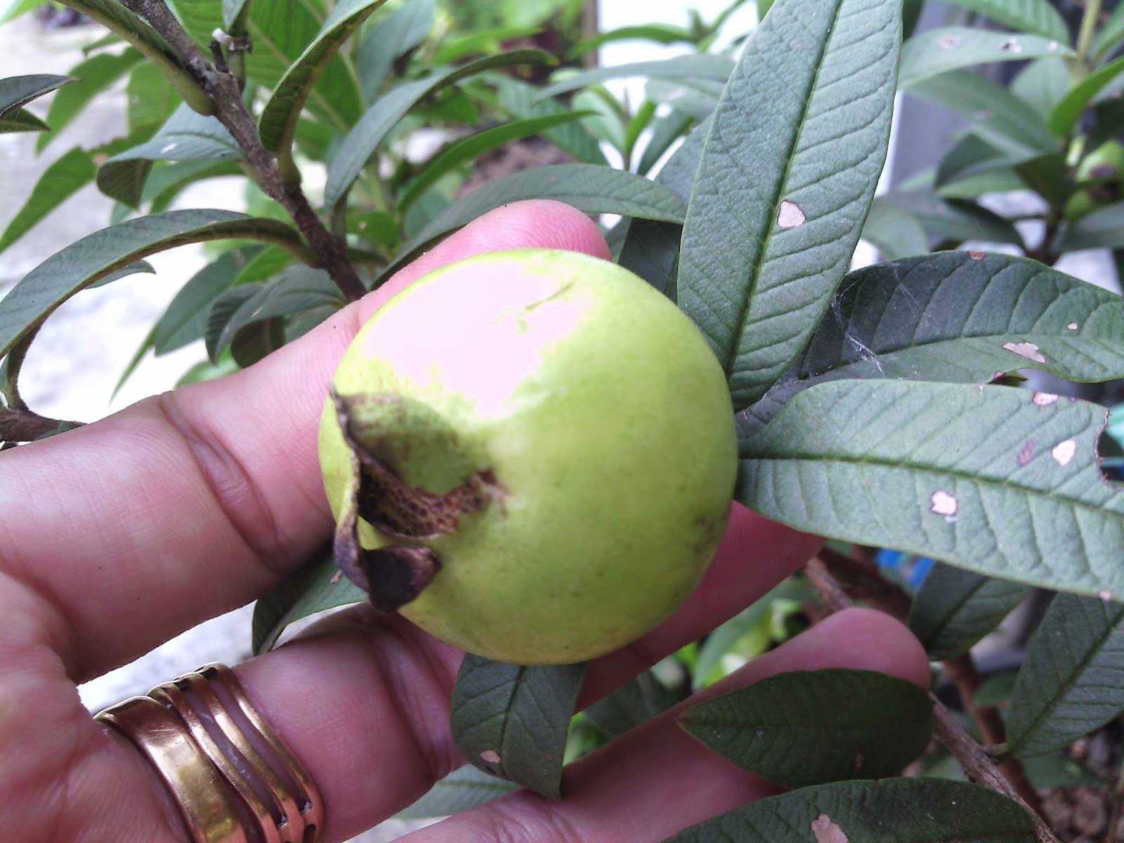 Endah Murniyati's Journey: FRUITY FRIDAY : MINI GUAVA - WHITE FLESH