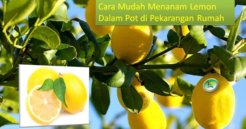 Cara Mudah Menanam Lemon Dalam Pot di Pekarangan Rumah | Pertanian Modern
