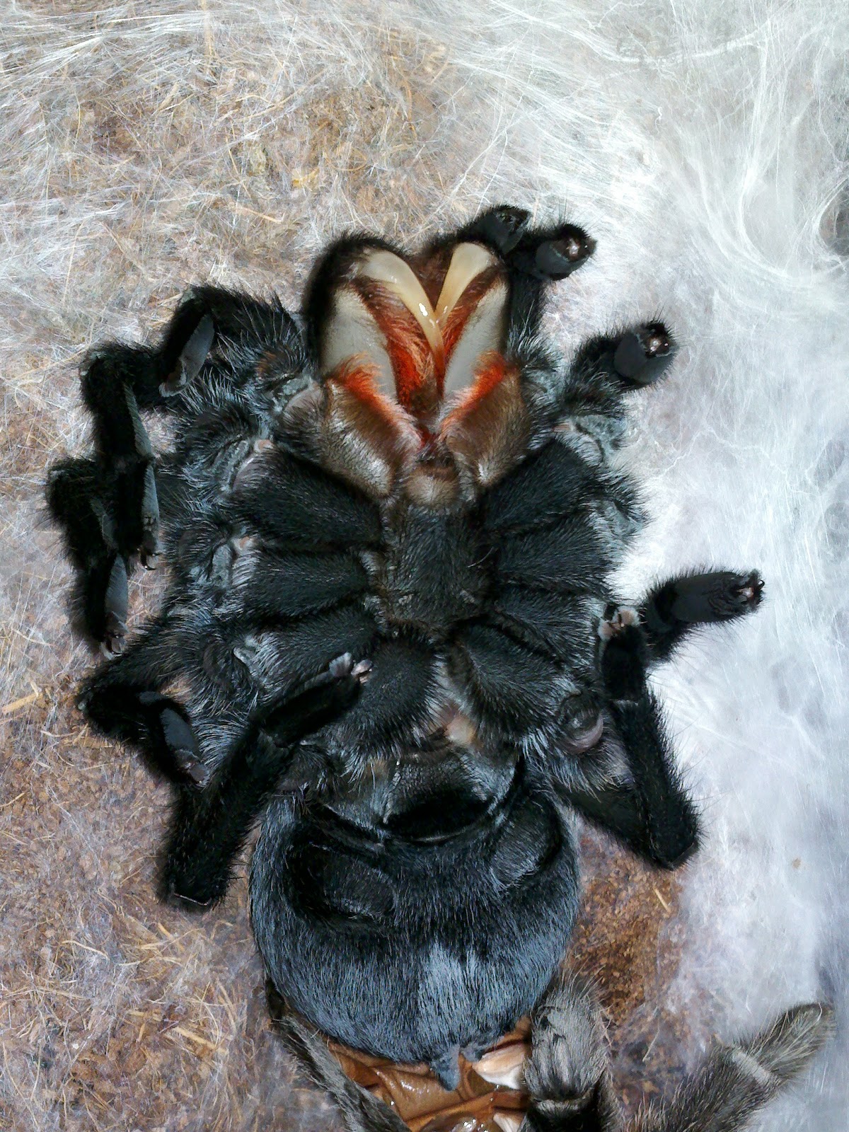 Brazilian Black Tarantula