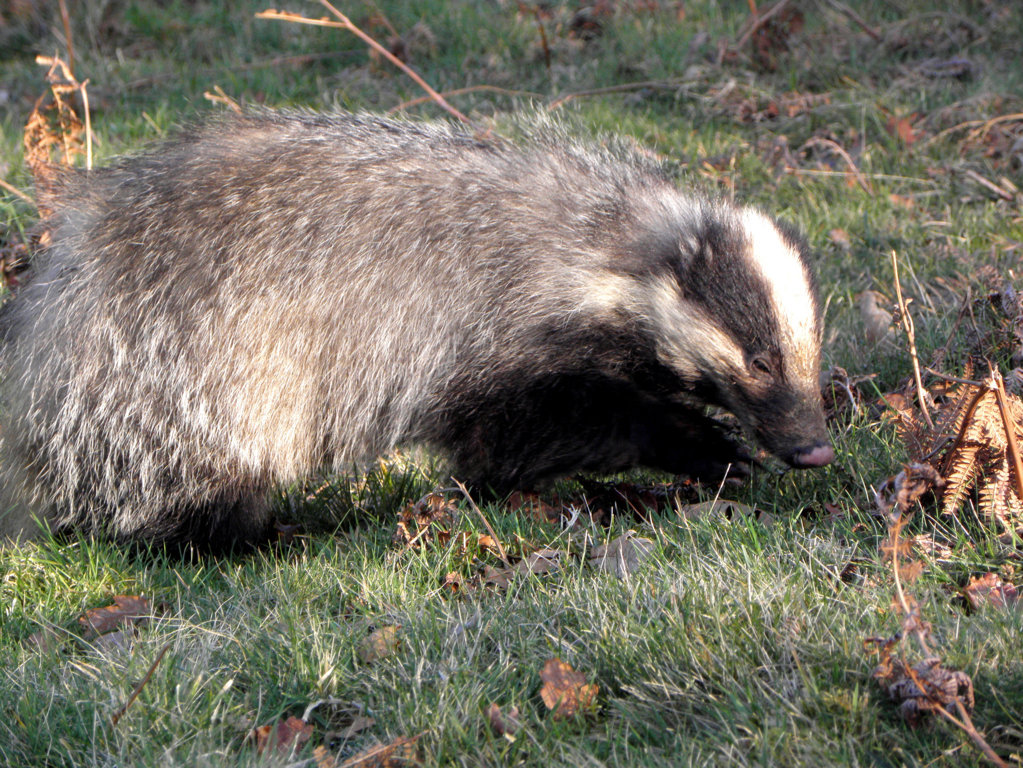 MINI NATURALEZA: TEJON