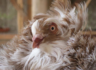 Jacobin Pigeon with Origin Description Size Ornaments Color Comment ...