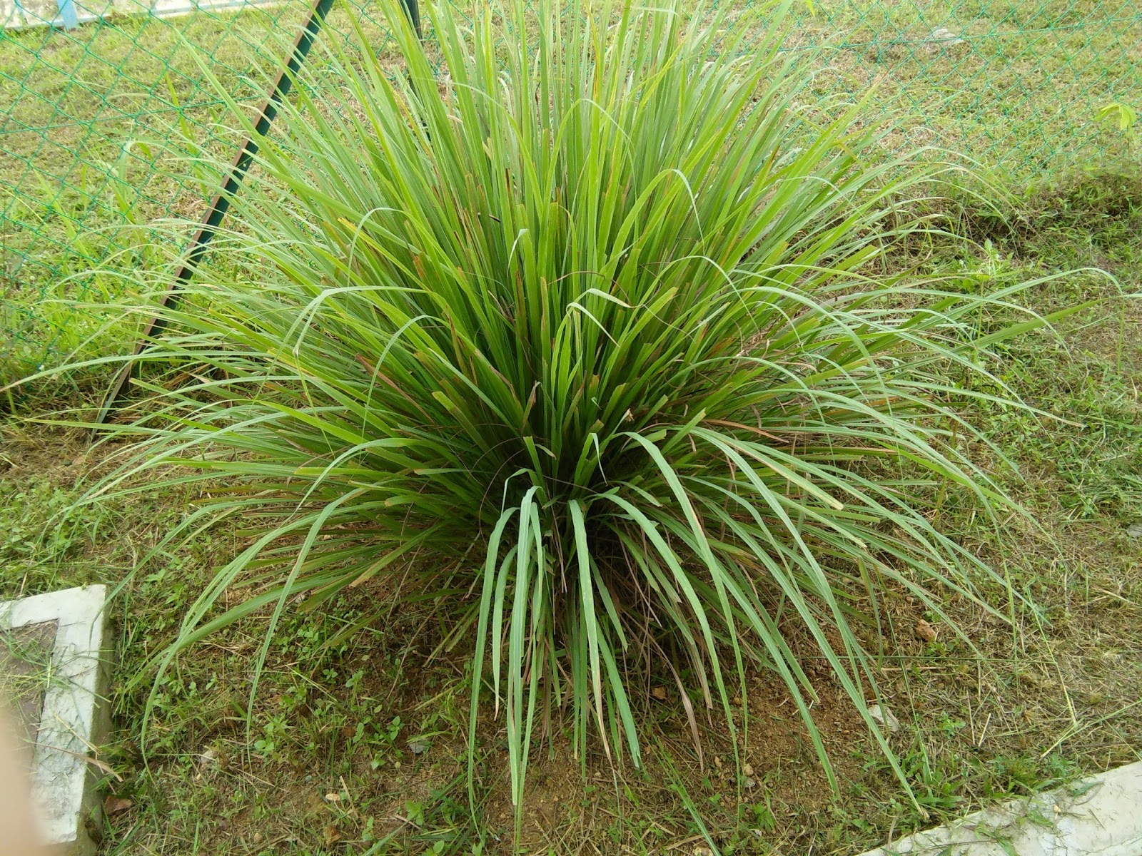 Selamat Hari Jadi Pokok Serai! | Apa-apa je™