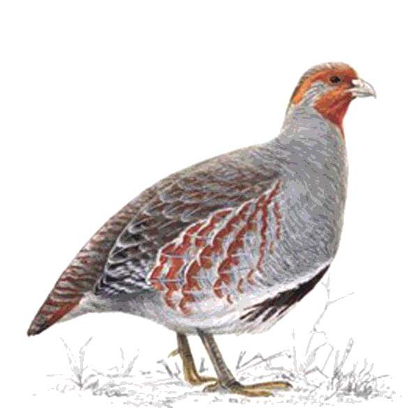 Barbara Brackman's MATERIAL CULTURE: Amelia's Aviary 1: Partridge & Palm