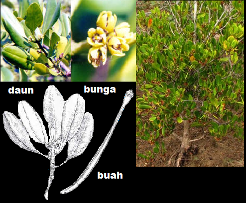 MANGROVE, Ceriops Decandra ~ Jendela Lestari