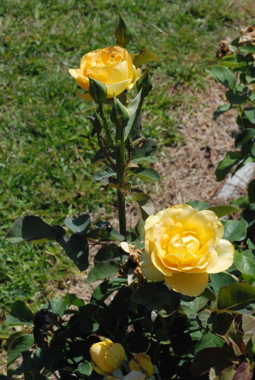 Thoughts Join Letters: Tyler Texas Rose Gardens
