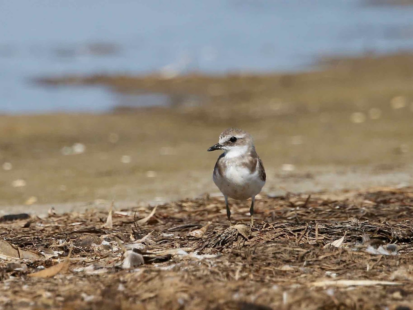 Avithera: Lesser Sand Plover