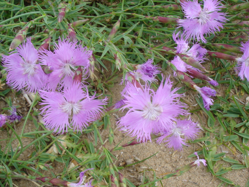 FLORS: Clavell de pastor (Dianthus hyssopifolius)