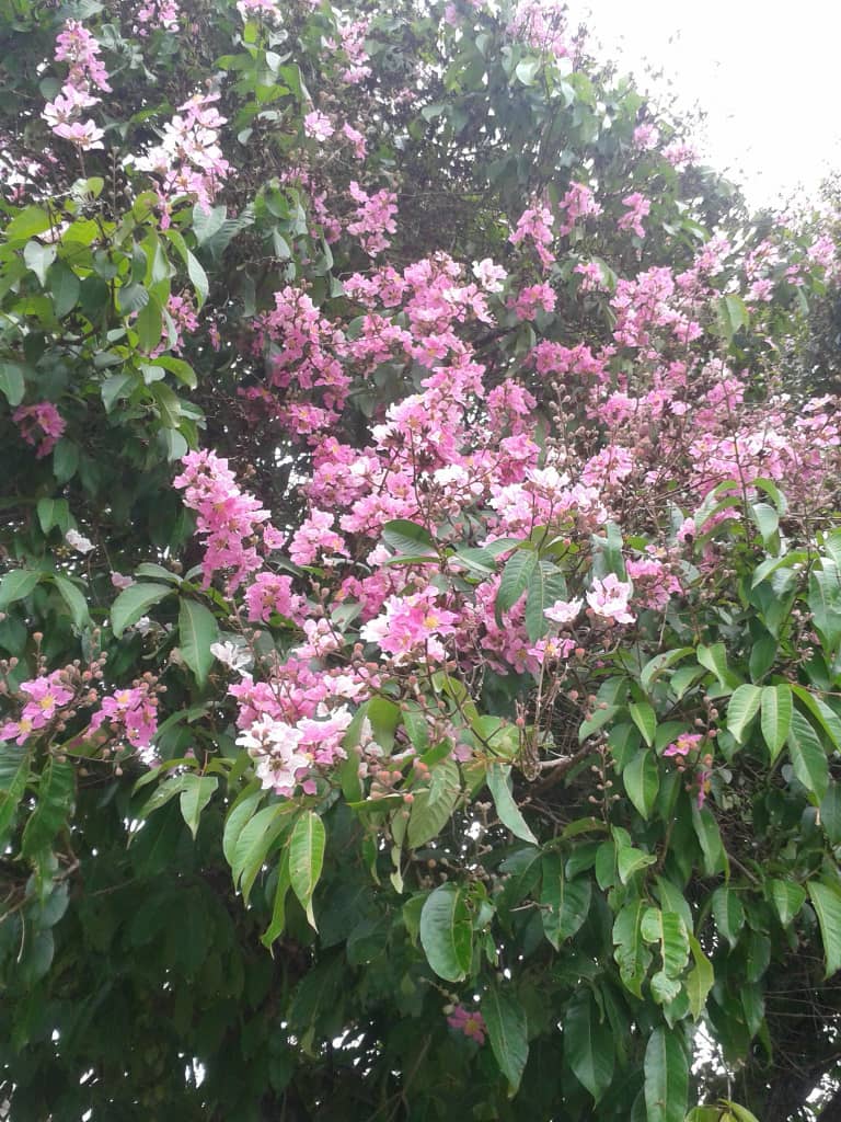 Amigos de los Arboles del Parque del Este: 44 FLOR DE LA REINA