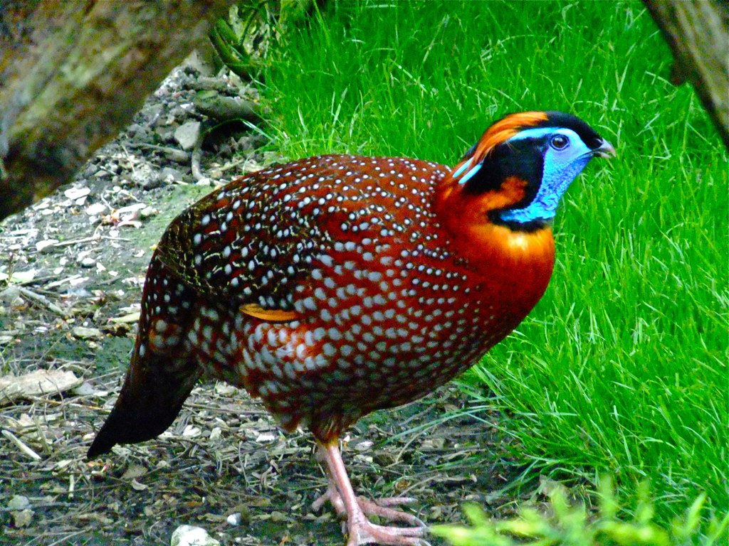 Blyth’s tragopan Beautiful Bird Images, Photos Wallpapers