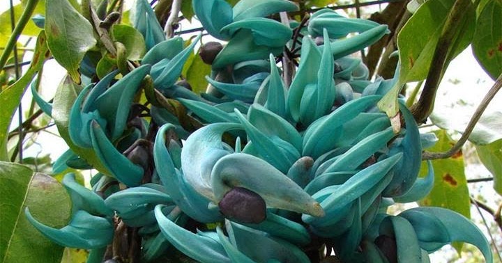 Trepadeira-Jade ou Trepadeira-Filipina (Strongylodon macrobotrys ...