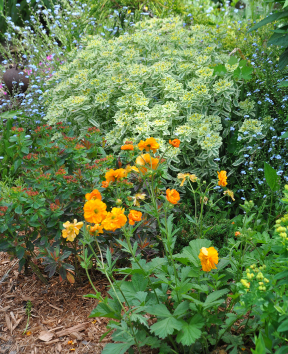 Three Dogs in a Garden: A Couple of Spring Combinations for Sun & Shade