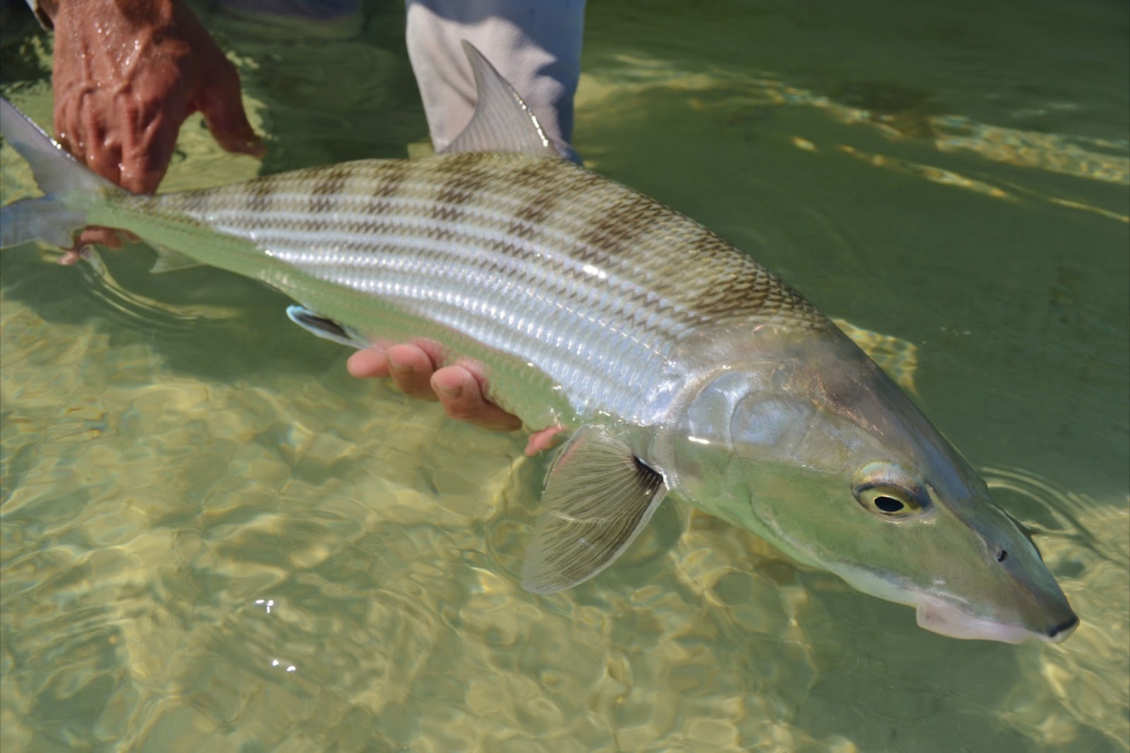 The Key West Flats Angler: Bonefishing Key West