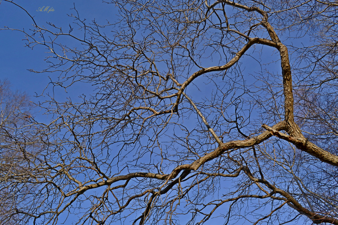 AM Fotod: Viirpuu (Crataegus) - Aasta puu 2017