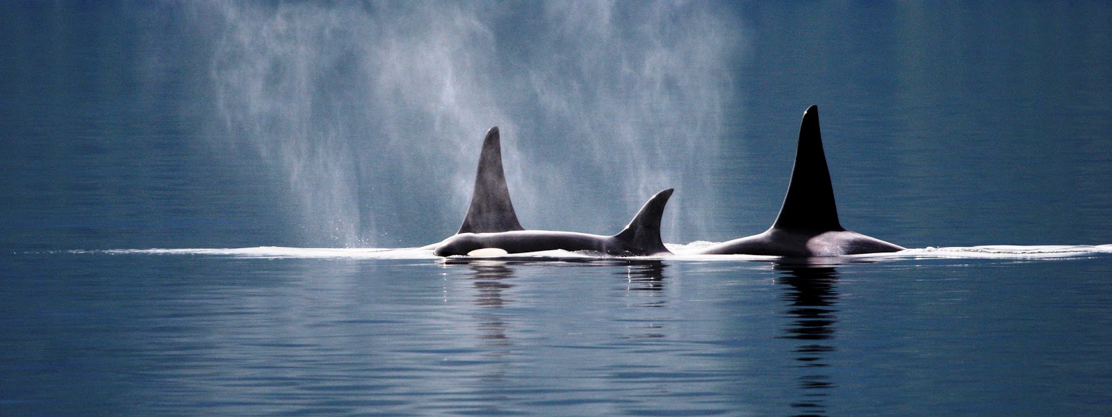 Orca Aware: Orcas of the World
