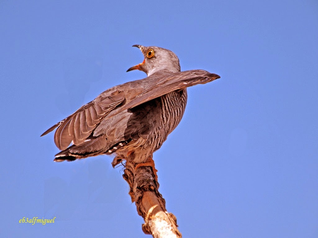 MIS AMIGAS LAS AVES: Cuco común (Cuculus canorus) ¡¡me sigue visitando.¡¡