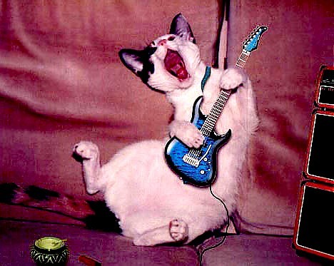 Band Funny Cats | All Photos in One Blog