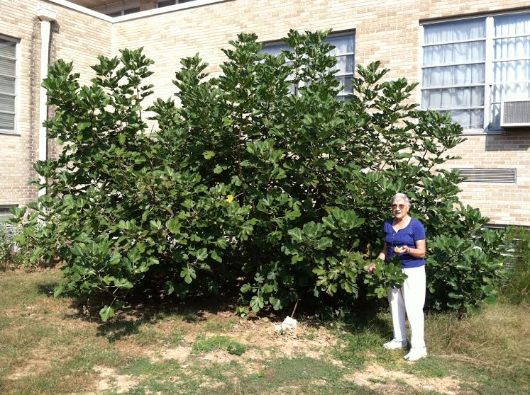 Figs Fort Smith!: More Unknown Fig Varieties Around Fort Smith