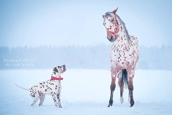 Tacchi a Cavallo: The 101 Dalmatians: a fancy spotted coat world