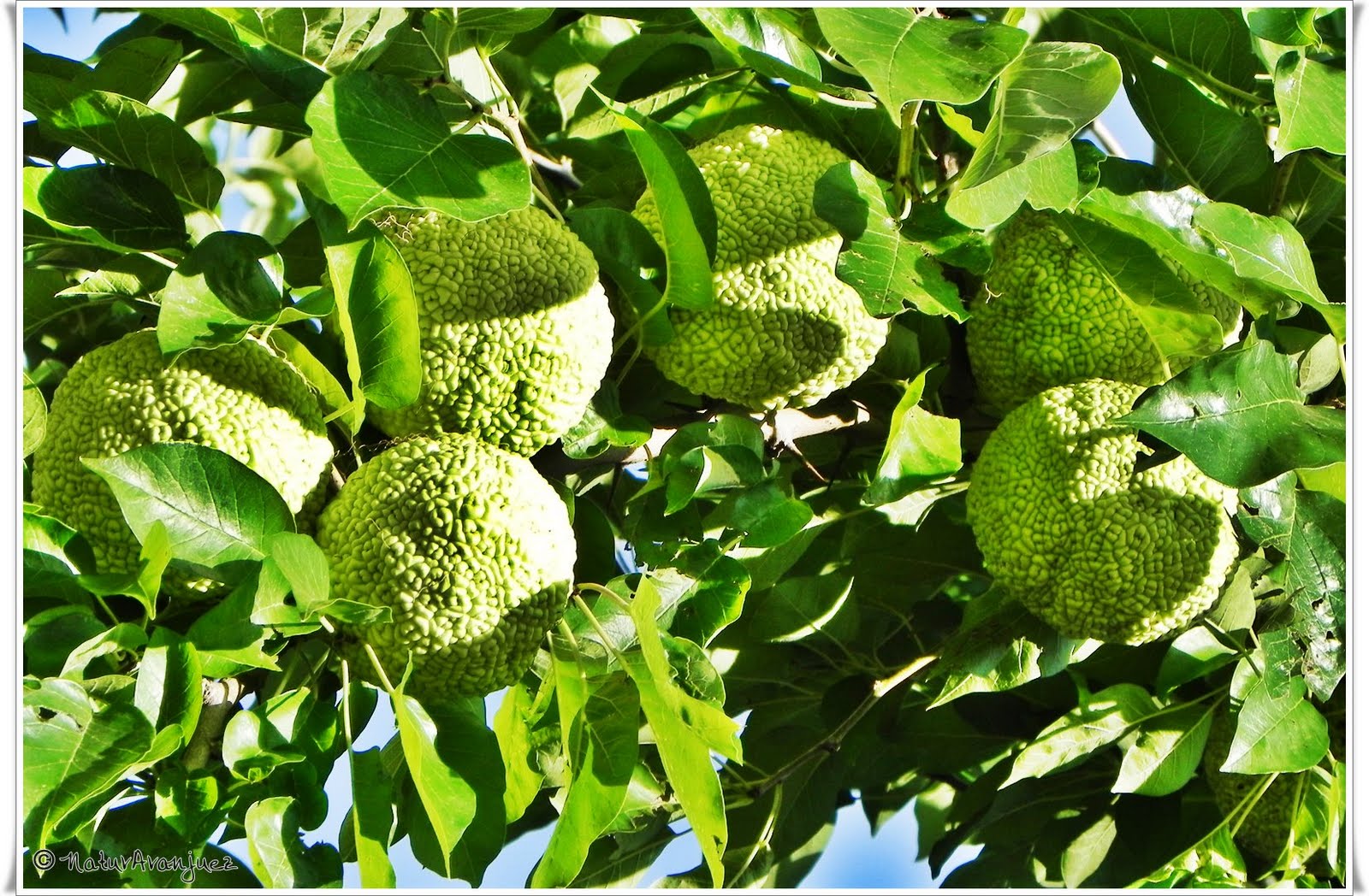 NaturAranjuez: Maclura pomifera